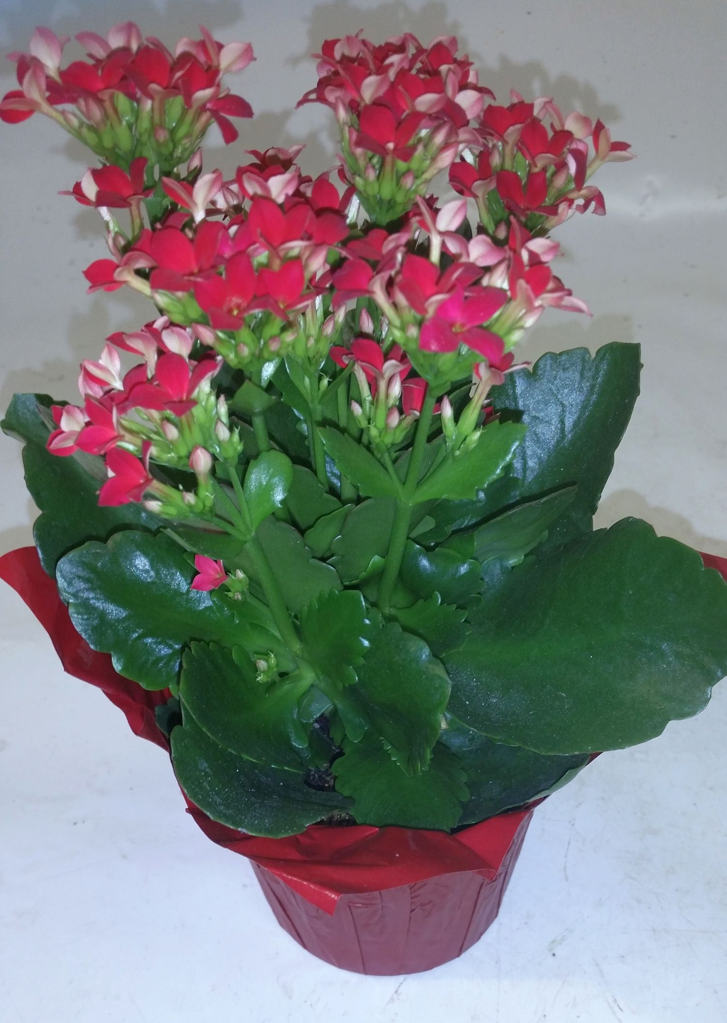 Blühende Zimmerpflanzen – Blumen-Hecktor